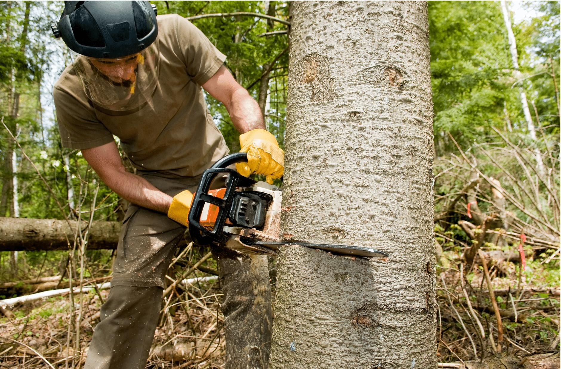 Tree Trimming Services Ormond Beach, Daytona Beach & Nearby